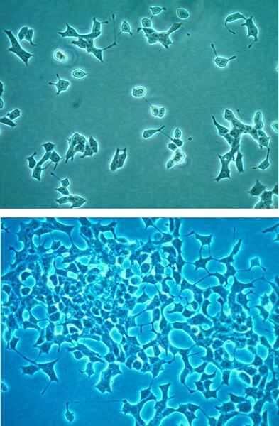 INS-1 832/3 Rat Insulinoma Cell Line | SCC208